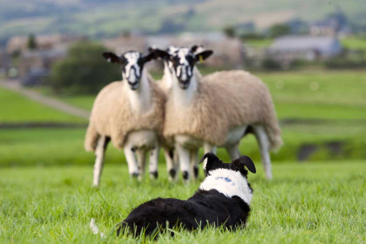 Working dog insurance for on-the-job protection | GoCompare