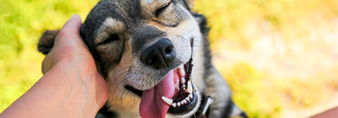 Compare Cheap Pet Insurance Quotes | GoCompare