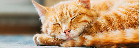 Compare Cheap Pet Insurance Quotes | Go.Compare