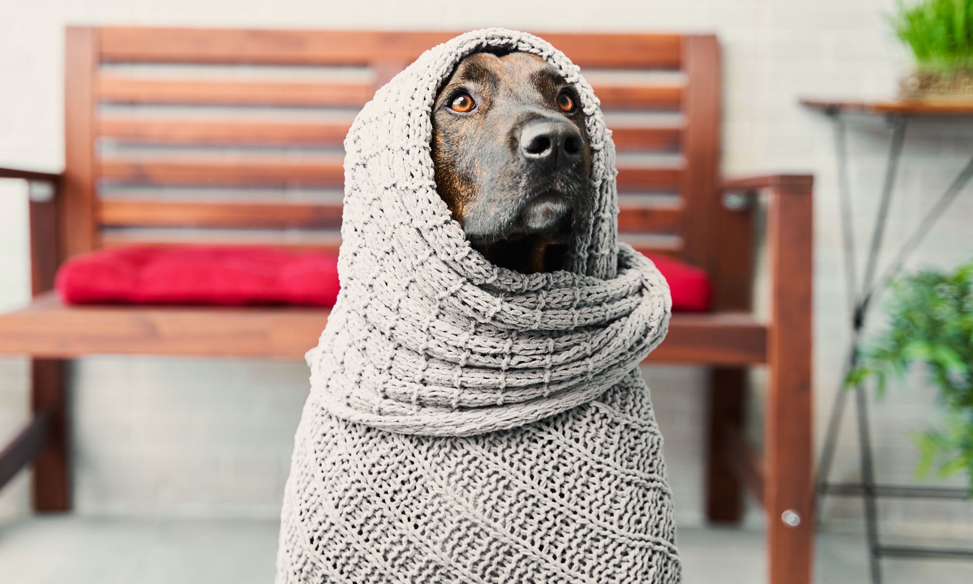 Is Pet Insurance Worth It? | GoCompare