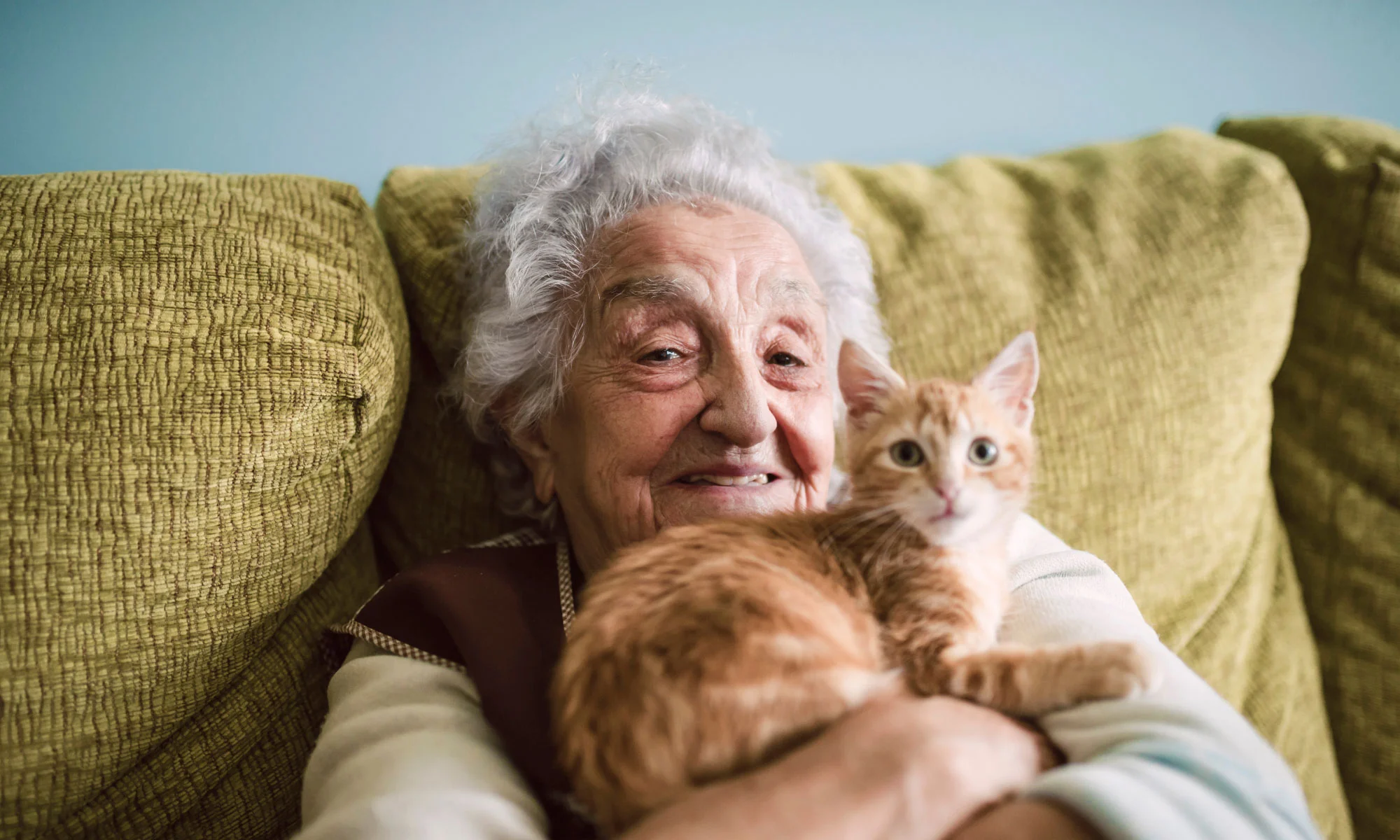 Compare Cheap Pet Insurance Quotes from £3.51 Per Month | GoCompare