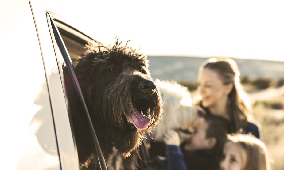 Compare Cheap Pet Insurance Quotes from £3.68 Per Month | GoCompare