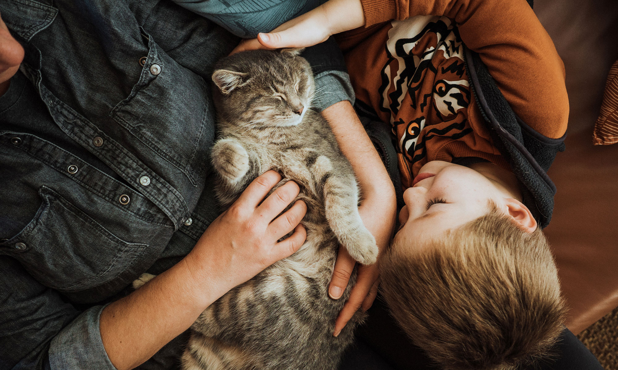 Compare Cheap Pet Insurance Quotes | GoCompare