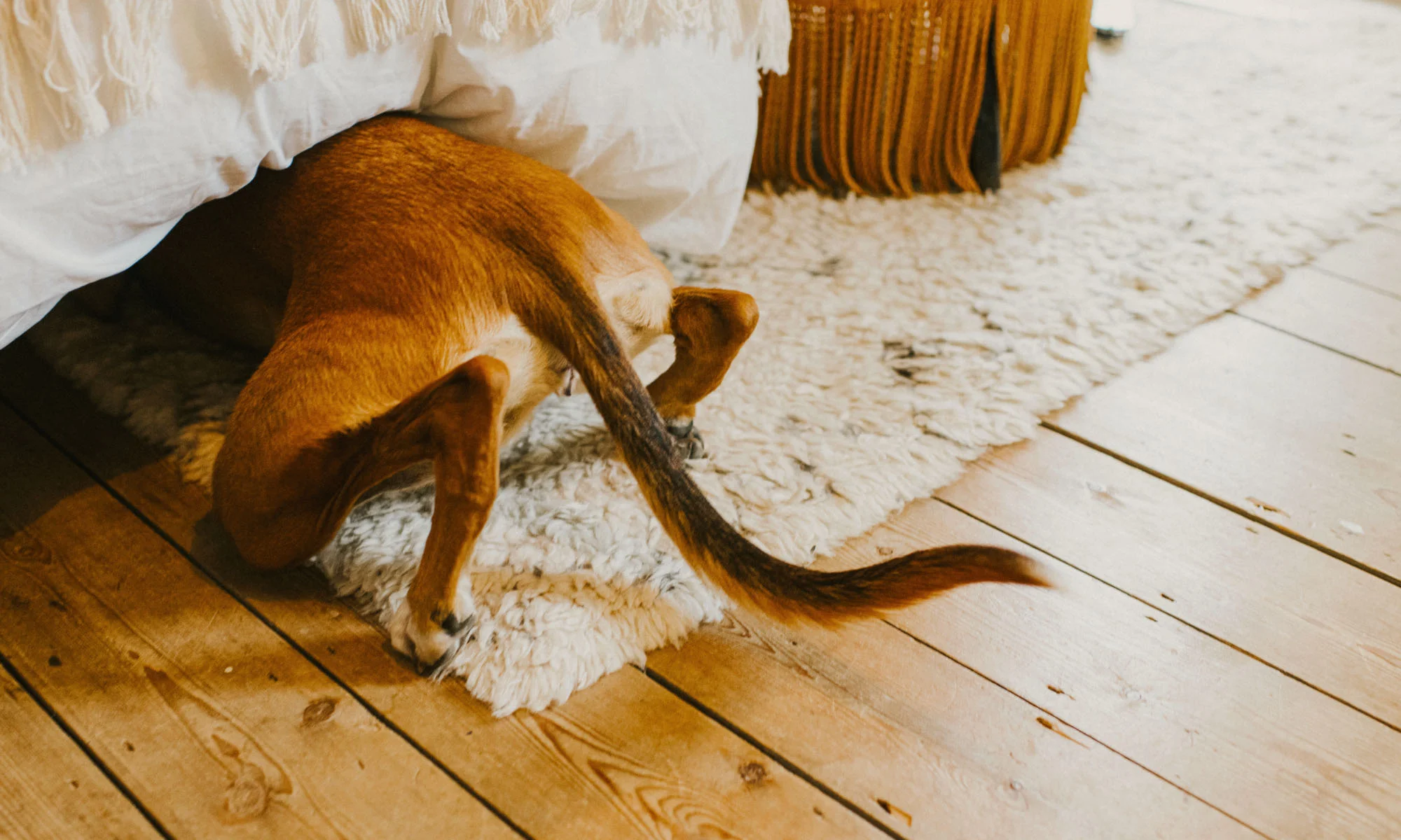 Pet insurance that pays your vet directly | GoCompare