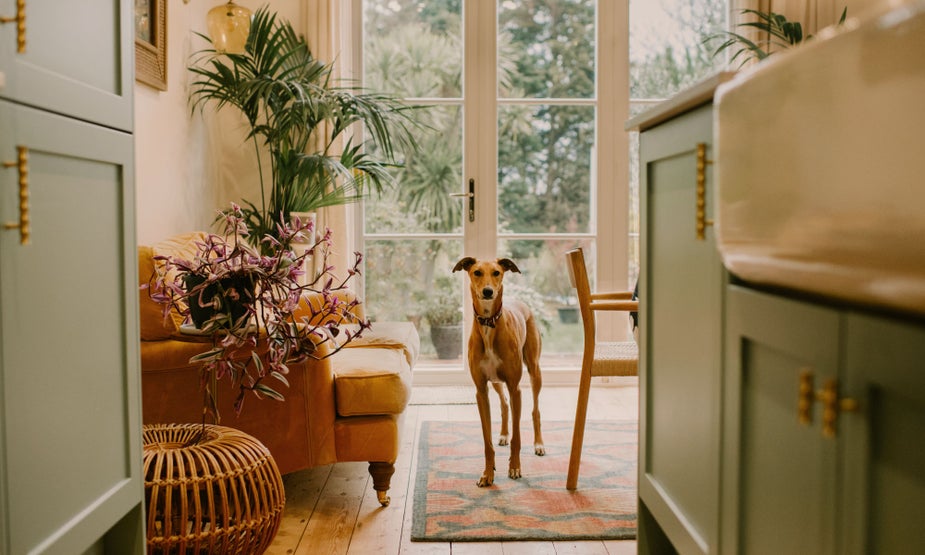 Compare Cheap Pet Insurance Quotes from £3.68 Per Month | GoCompare