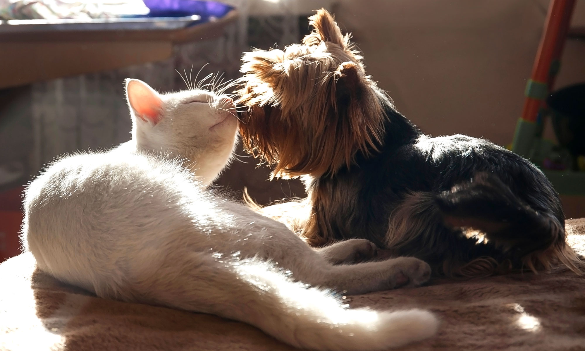 Compare Multi-Pet Insurance Quotes| GoCompare