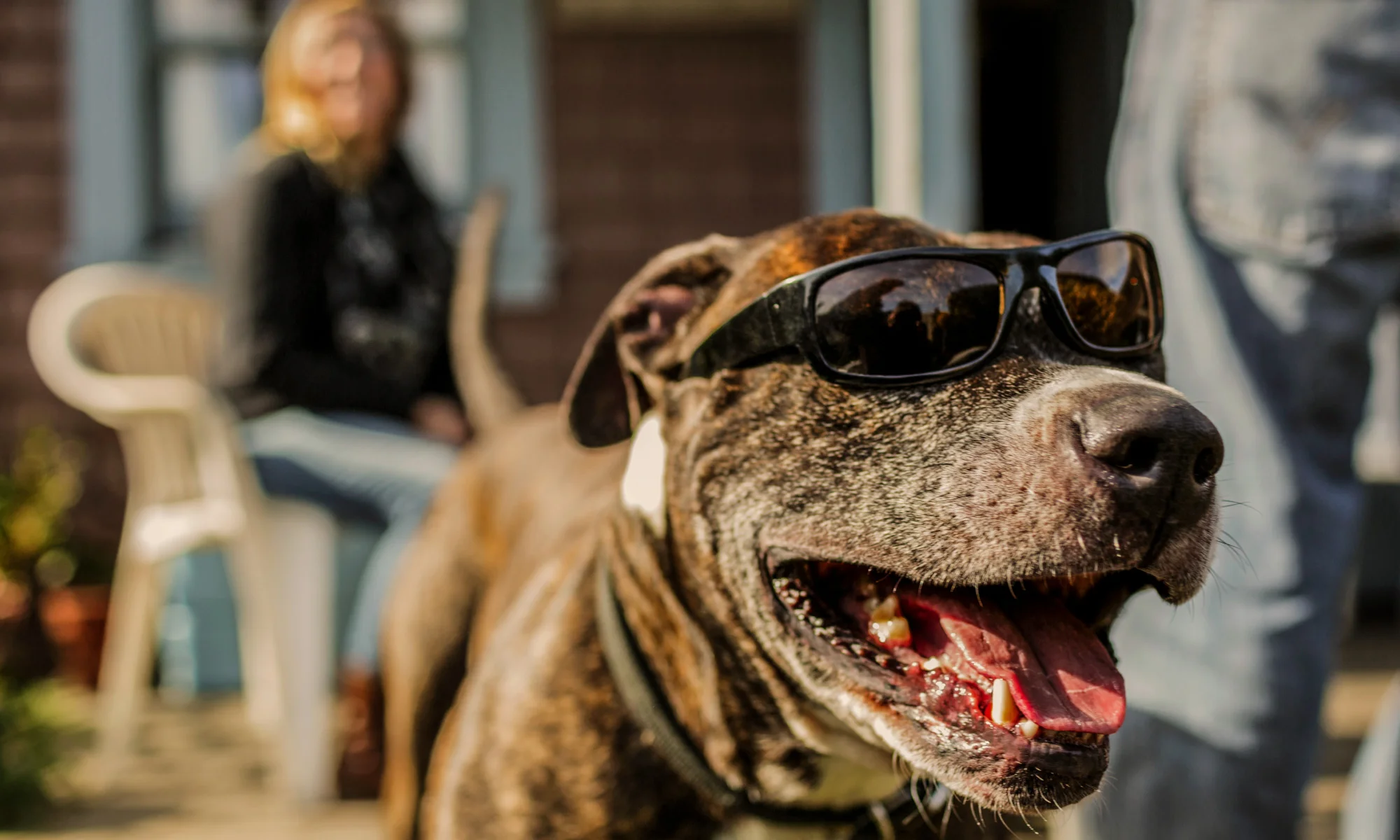 How Much Does It Cost To Neuter A Dog? | GoCompare