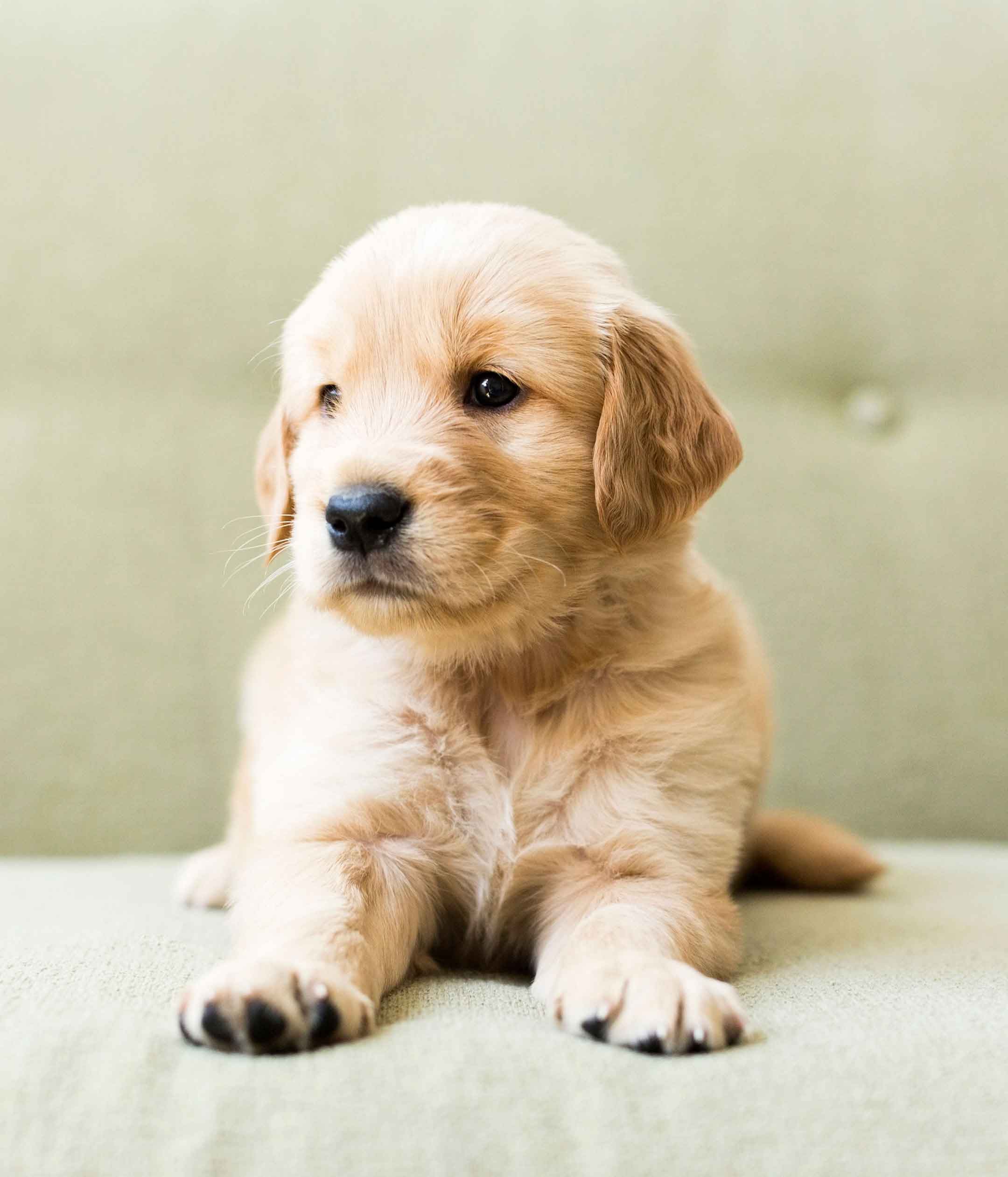 Compare Cheap Pet Insurance Quotes from £3.68 Per Month | GoCompare